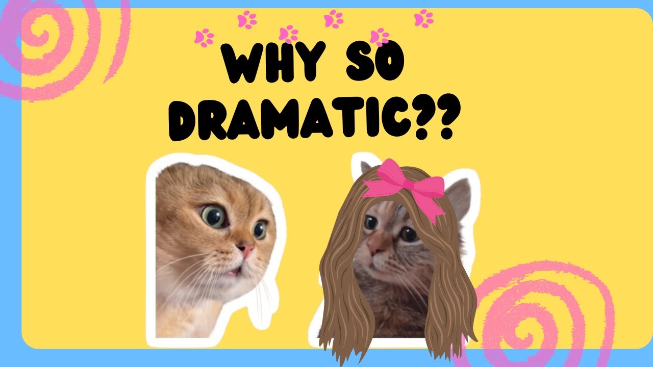 Why is she so dramatic? |Cat meme | Funny cats - YouTube