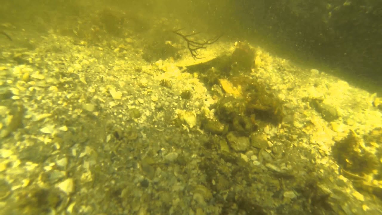 underwater footage of baby sheepshead! - YouTube