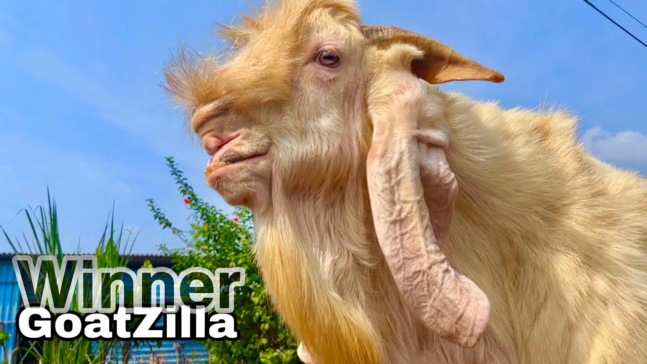 GoatZilla - Winner of MD Goat Farm Winter Face-Off - YouTube