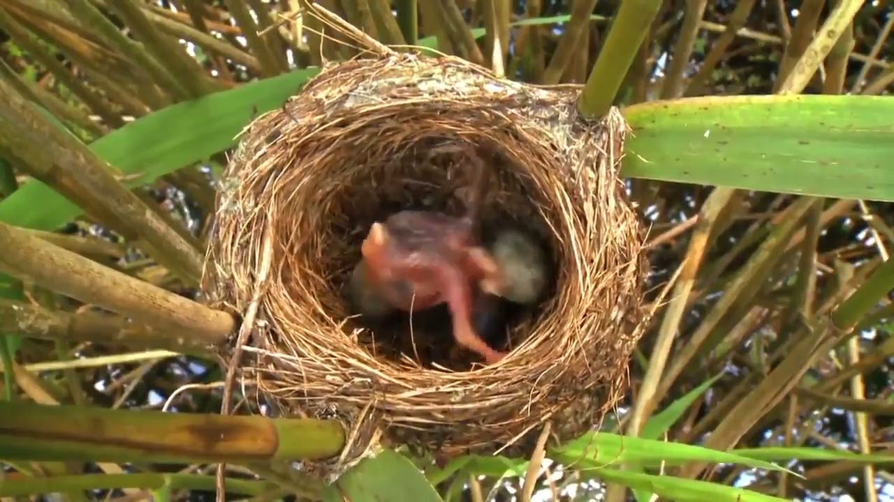 The Crook bird | Female cuckoo bird 🐦🐦 - YouTube
