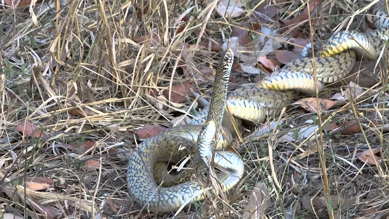 Snake Mating Dance - YouTube