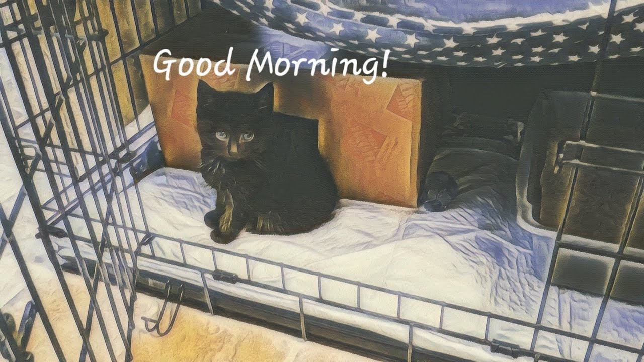 Wake-up with Wanda and the Foster Kittens - YouTube