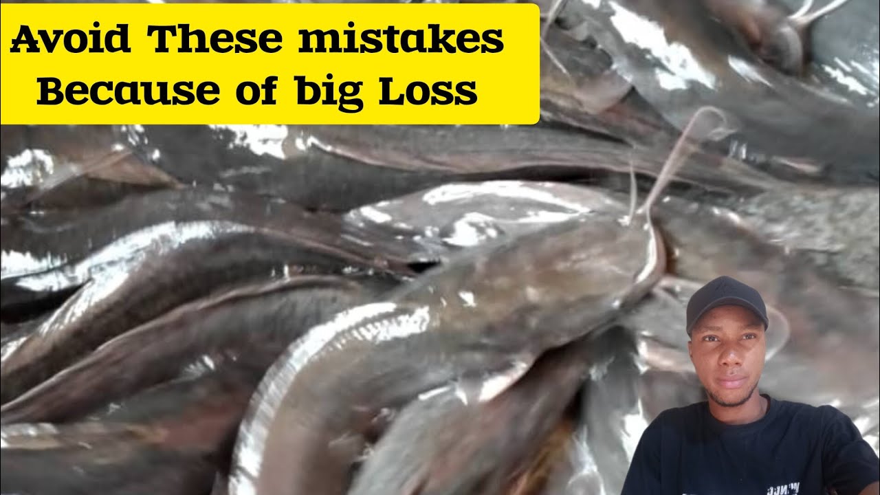 How To Start Fish Farming At Home - YouTube