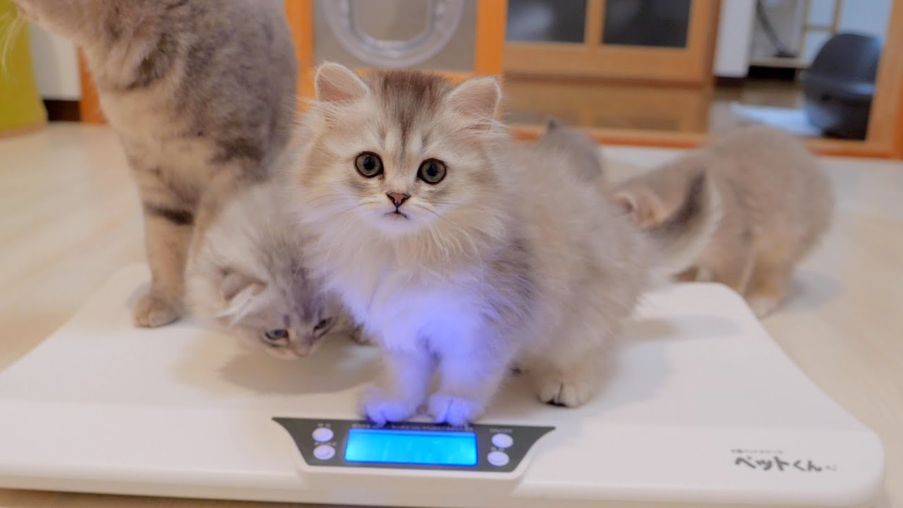When I looked at the scale, all the kittens were jumping on the scale ...