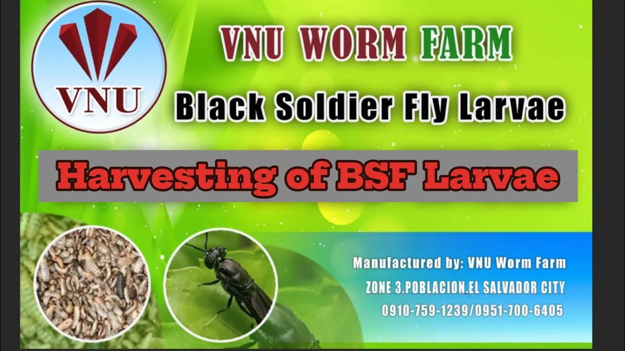 Harvesting of Black Soldier Fly Larvae | BSF Frass and Compost |VNU ...
