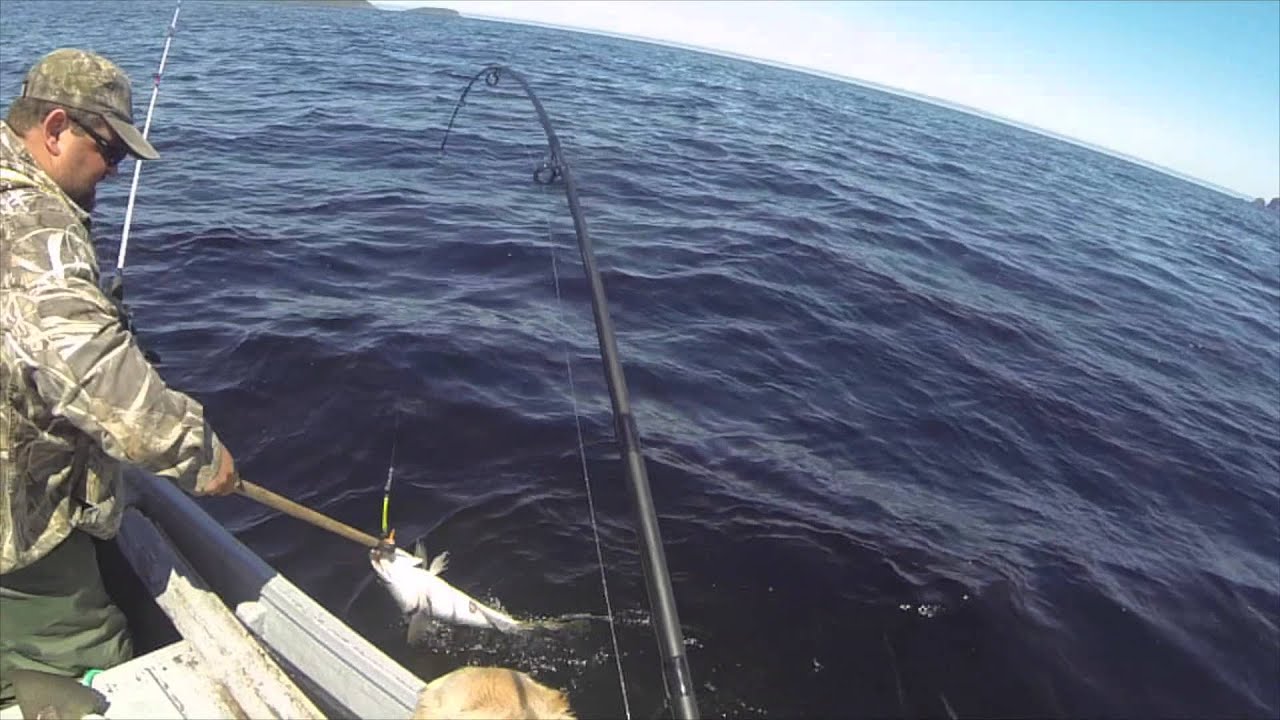 Cod Fishing 2015 Leading Tickles, Newfoundland. - YouTube