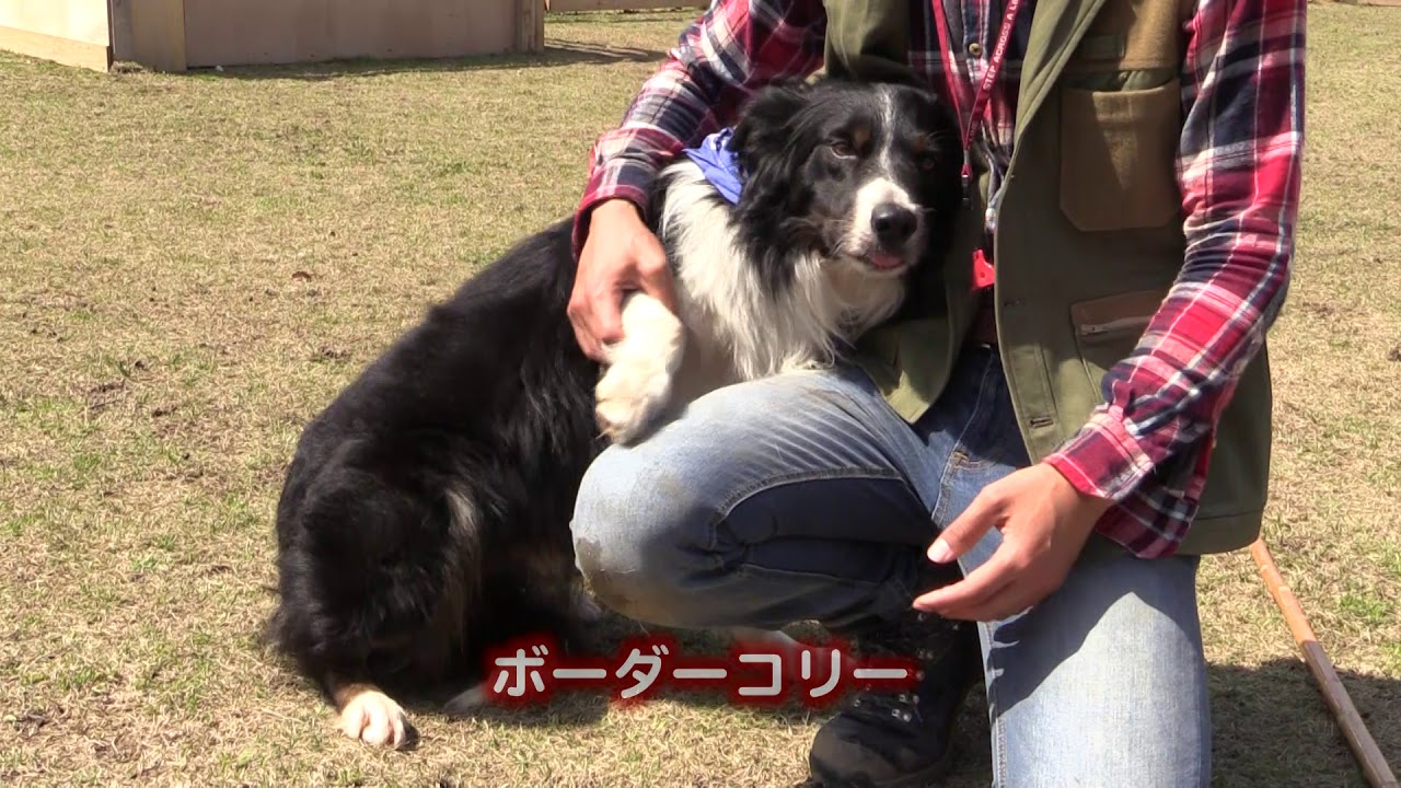 シープドッグショー Sheep dog show - YouTube