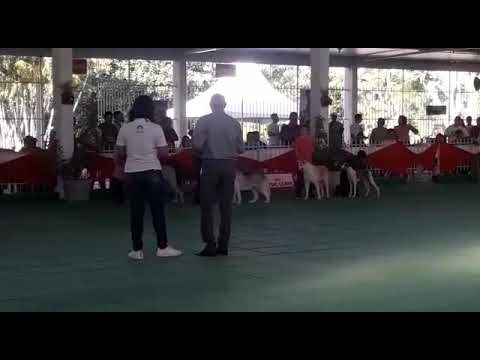 Handler mirim....o melhor do Brasil.(2)