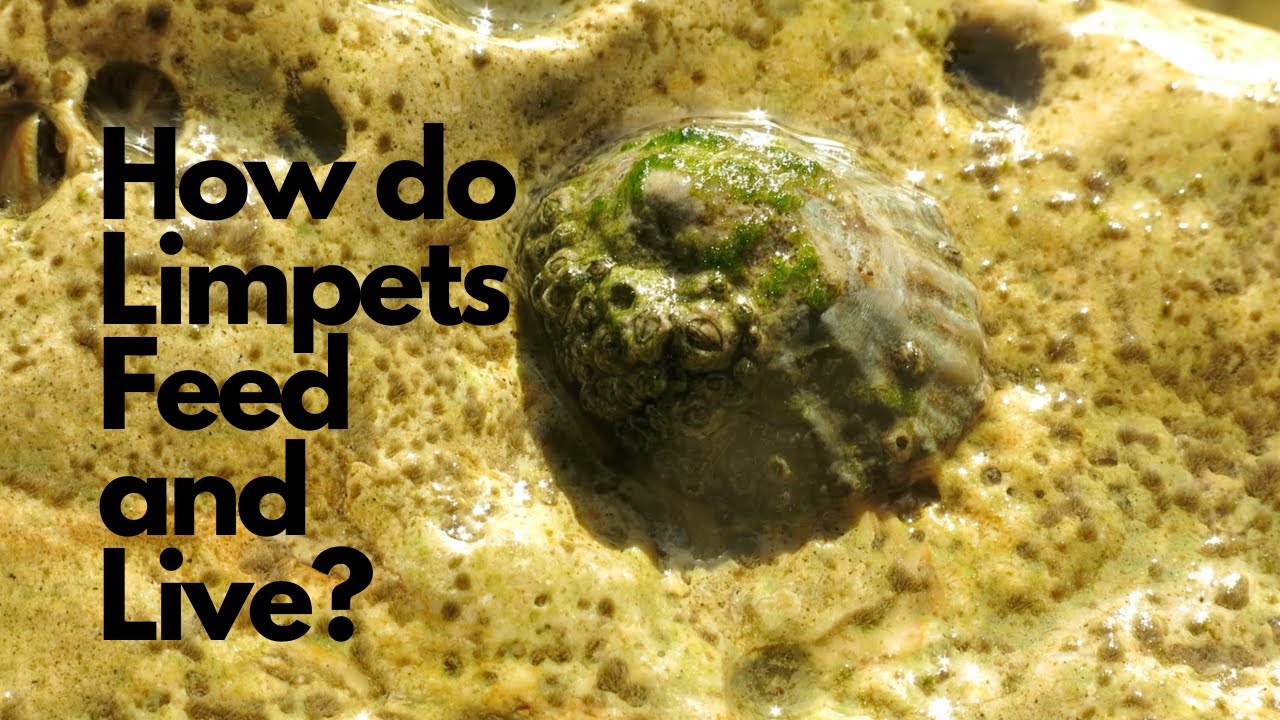 How do limpets feed and live? - YouTube