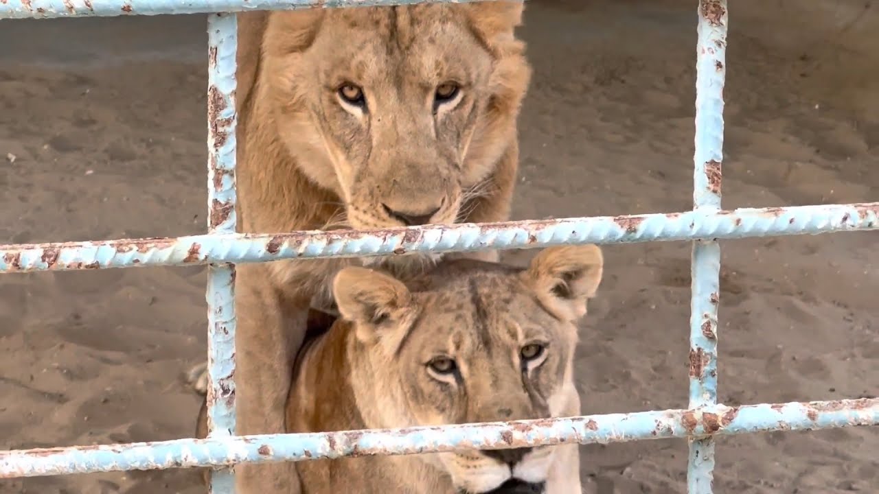 Lions - The King of jungle || Lions Roaring || Dammam Zoo Saudi Arabia ...