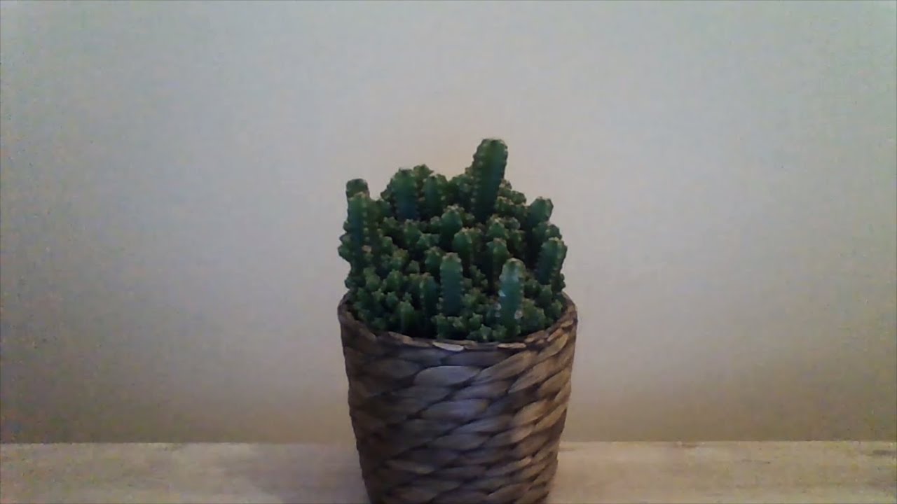 Concentration Exercise Cactus | Stress Relief - YouTube