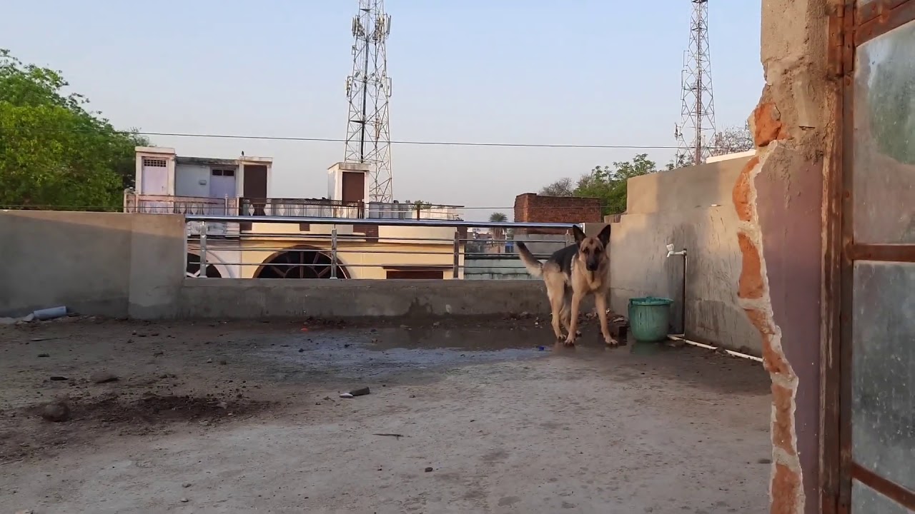 Sheru dog(4) - YouTube