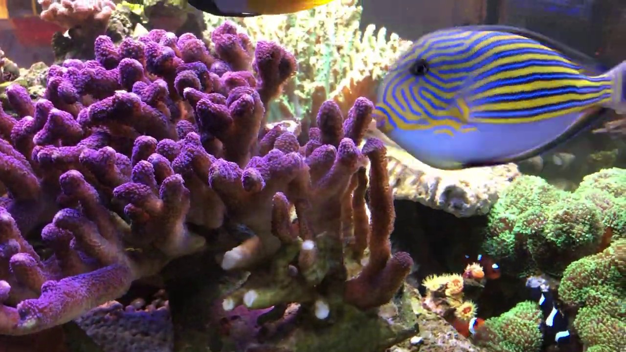Sin City corals Clown tang September 2019 - YouTube