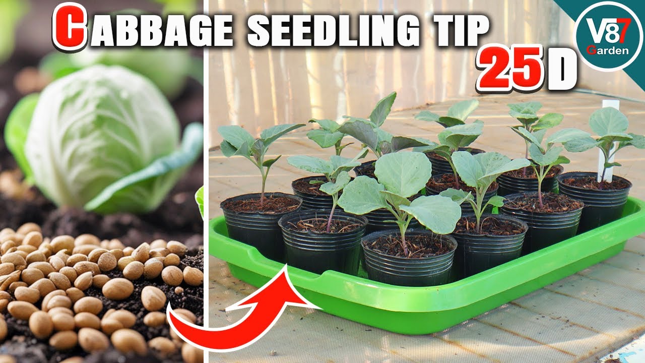 How to Grow Cabbage from Seed | Seedling Care & Transplanting Tips ...
