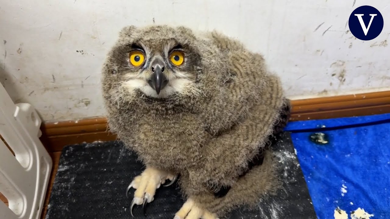 Un pequeño y rechoncho búho se convierte en toda una sensación en las ...