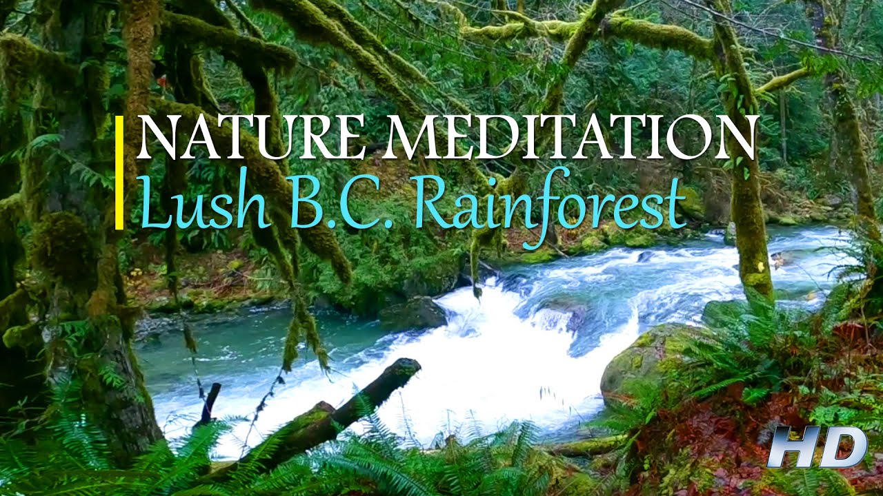 1 Hr River & Lush BC Coastal Rainforest- Nature Relaxation Video - YouTube