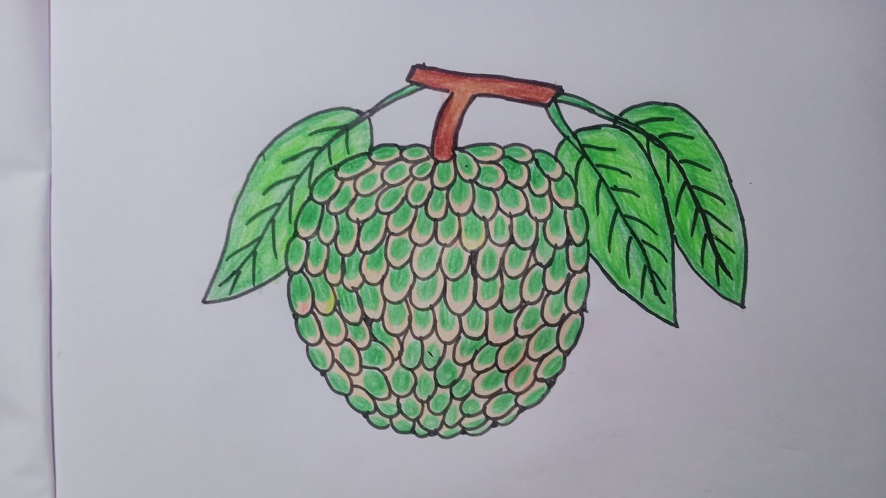 Custard apple drawing||Easy custard apple drawing || How to draw a ...