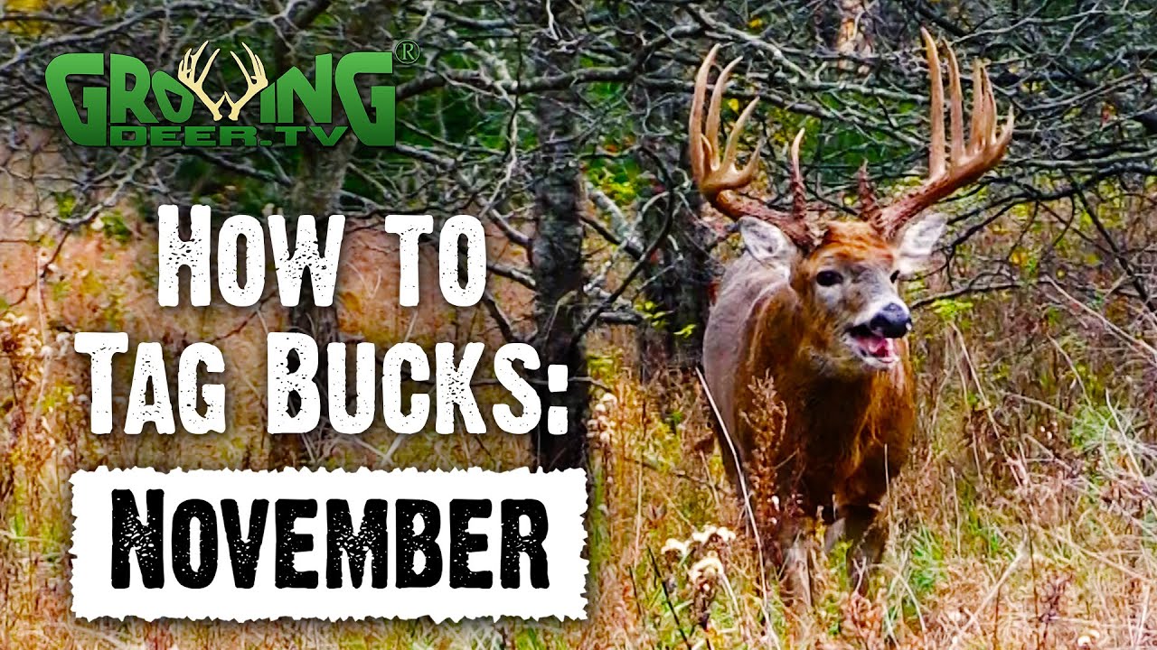 November Hunting Strategies - Pre-Rut, Rut, Post Rut (786) - YouTube