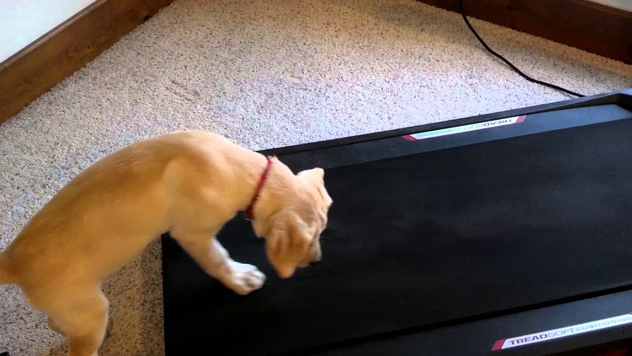 Yellow lab puppy and a treadmill - YouTube