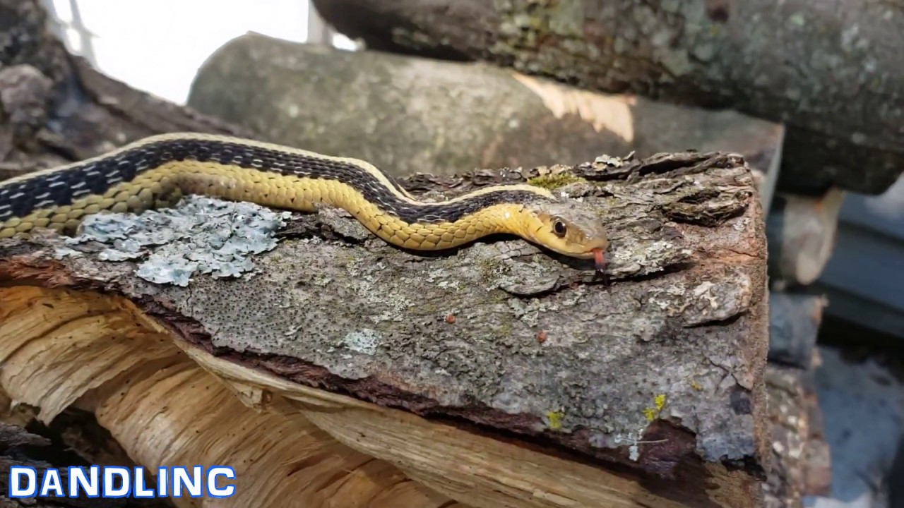 Garter Snake Log Pile Surprise (good for the adrenaline) - YouTube