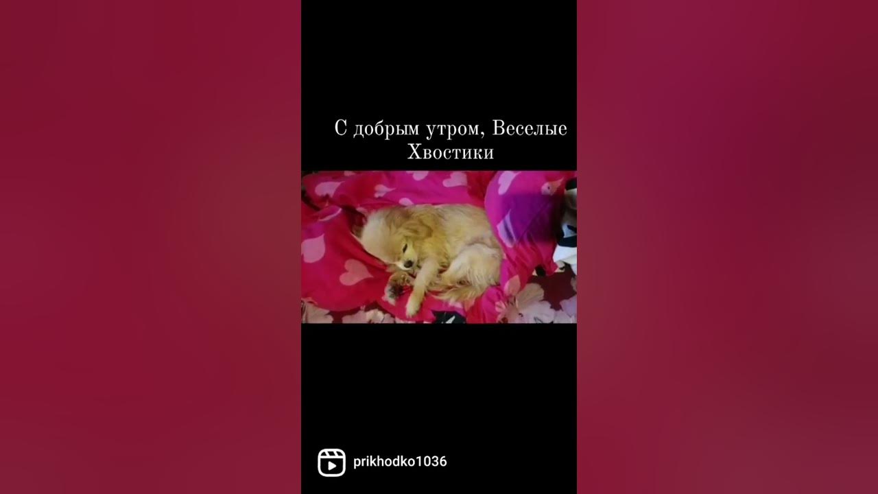 С добрым утром Весёлые хвостики Youtube