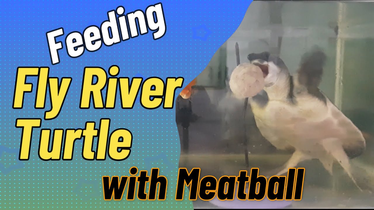 FEEDING FLY RIVER TURTLE WITH MEATBALL - YouTube