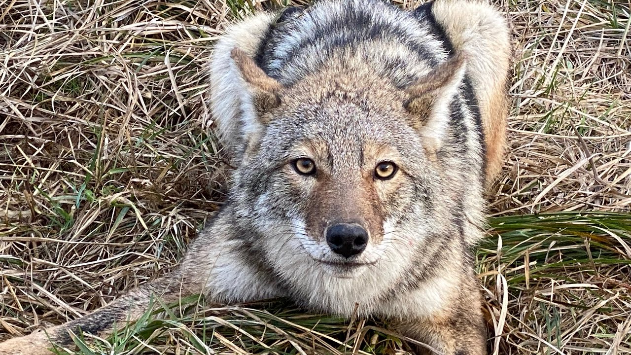 Coyote Trapping Dirt hole placement to catch more COYOTES - YouTube