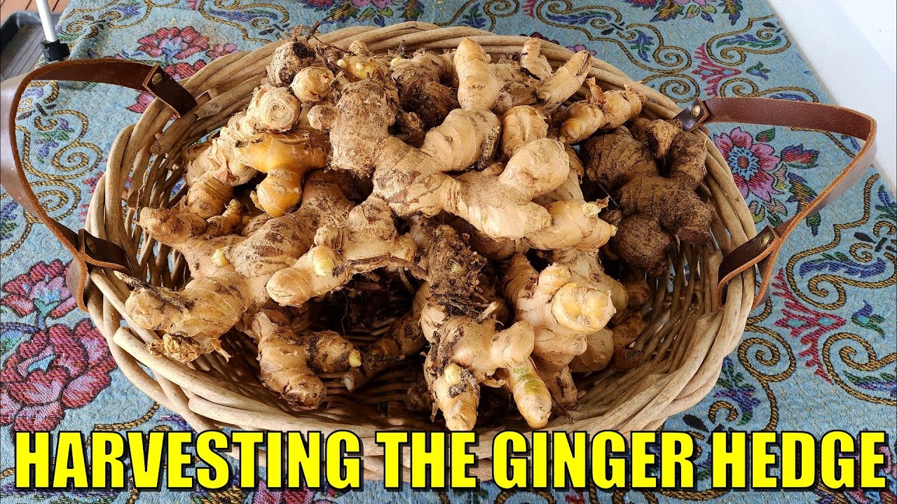 Late Ginger Harvest 2022 - YouTube