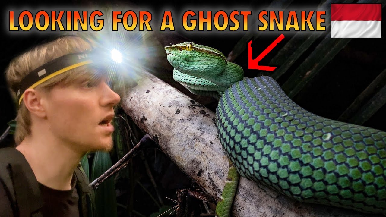 Hunting rare & venomous pit vipers in Indonesia - YouTube