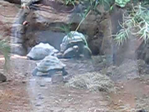 Giant turtles in London Zoo - YouTube
