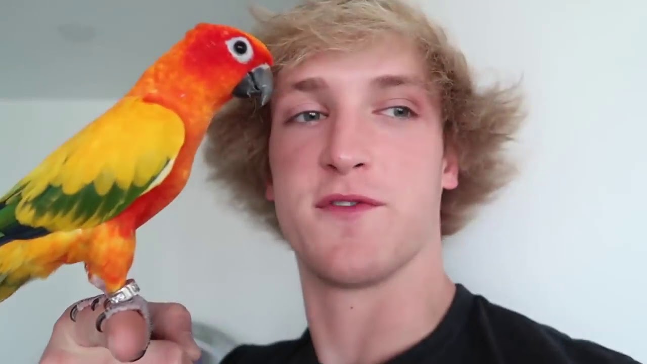 MAVERICK THE PARROT COMPILATION VOL 2 - YouTube