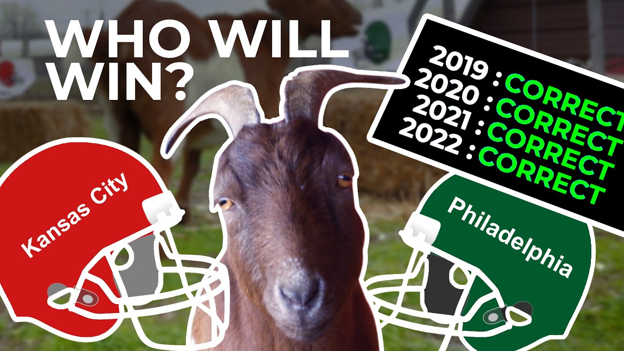 What Did These Goats Know About Sunday's Big Football Game? - YouTube