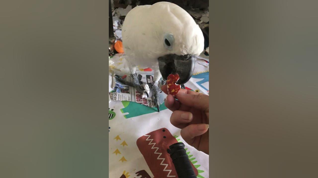 Cockatoo helps, but then Mom leaves him alone mid-deep-cleaning! - YouTube