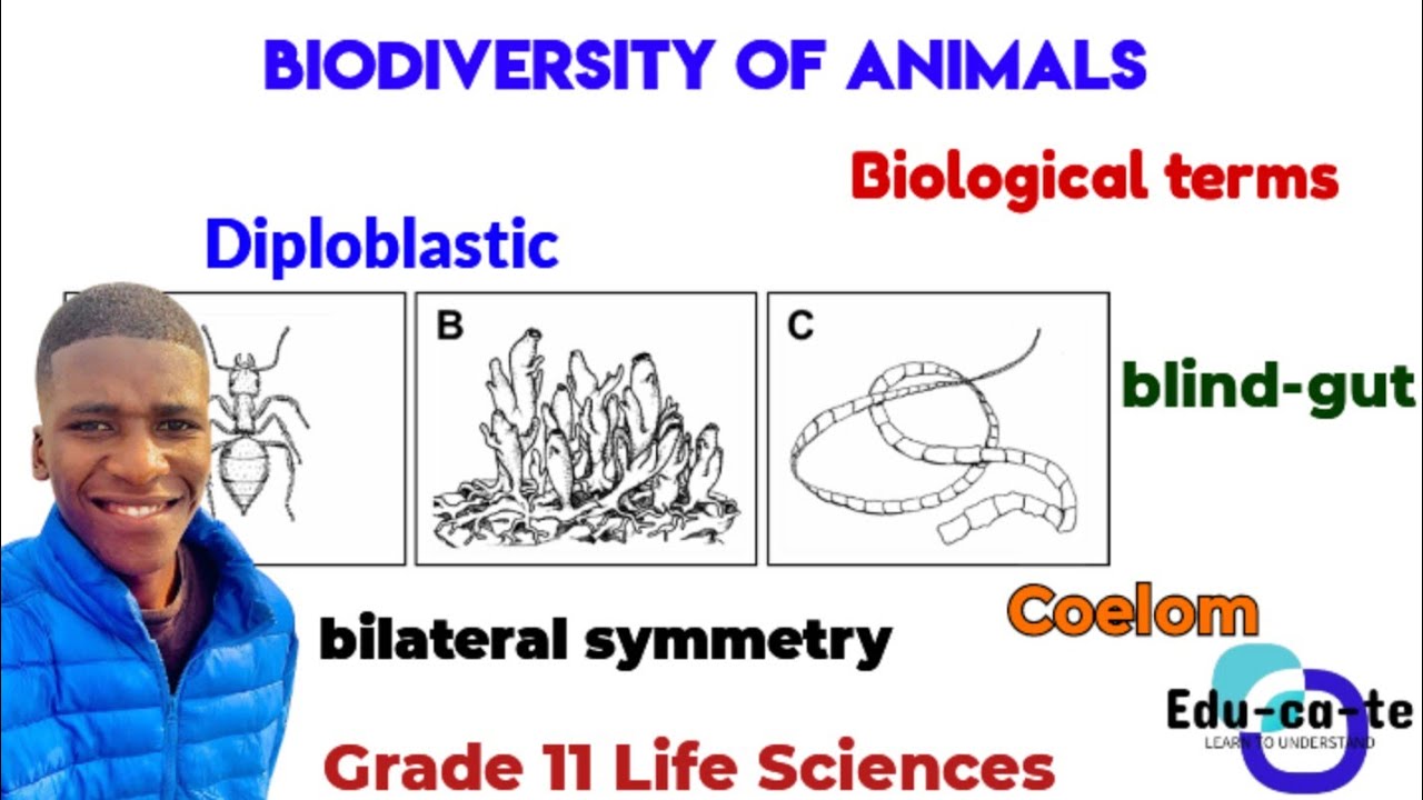 Biodiversity of animals - Biological terms (Garde 11 Life Sciences ...