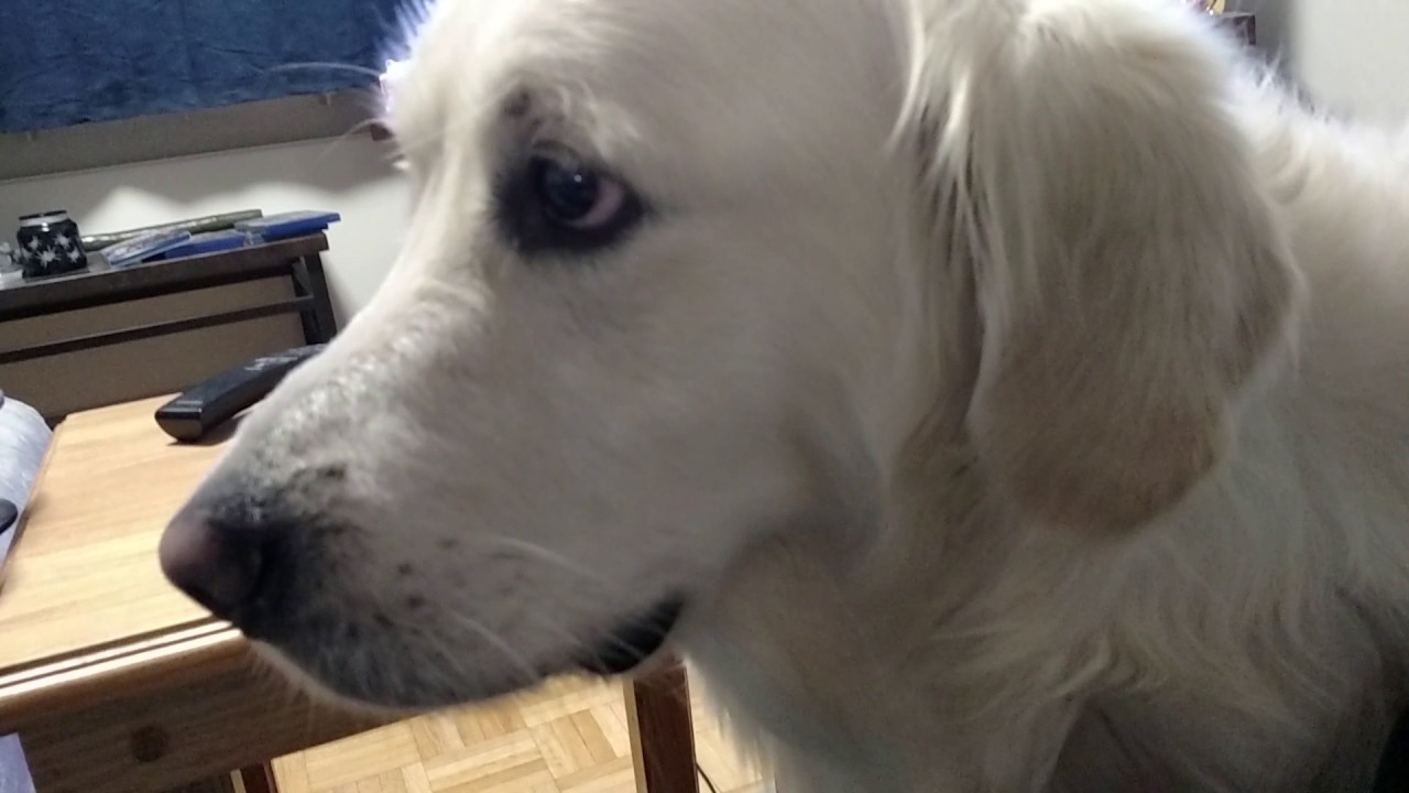 Golden Retriever whining at a shih tzu howl - YouTube