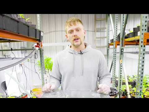 How to Solve Cannabis Cloning Problems
