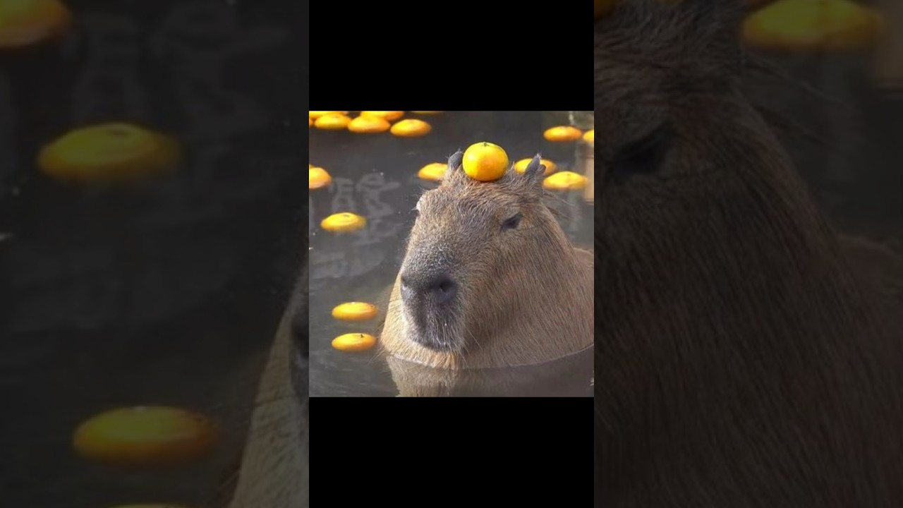 Capybara OK I pull up meme#meme #capybara #funny - YouTube