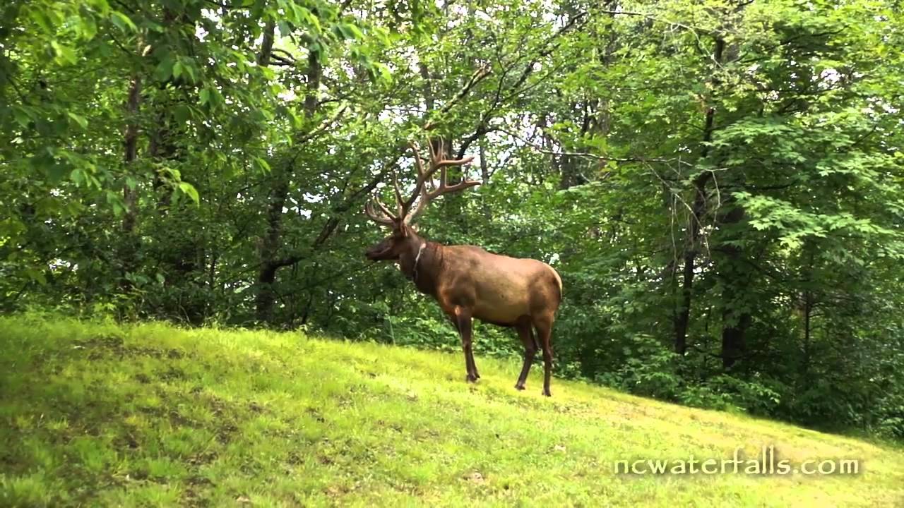 Elk on the Blue Ridge Parkway - YouTube