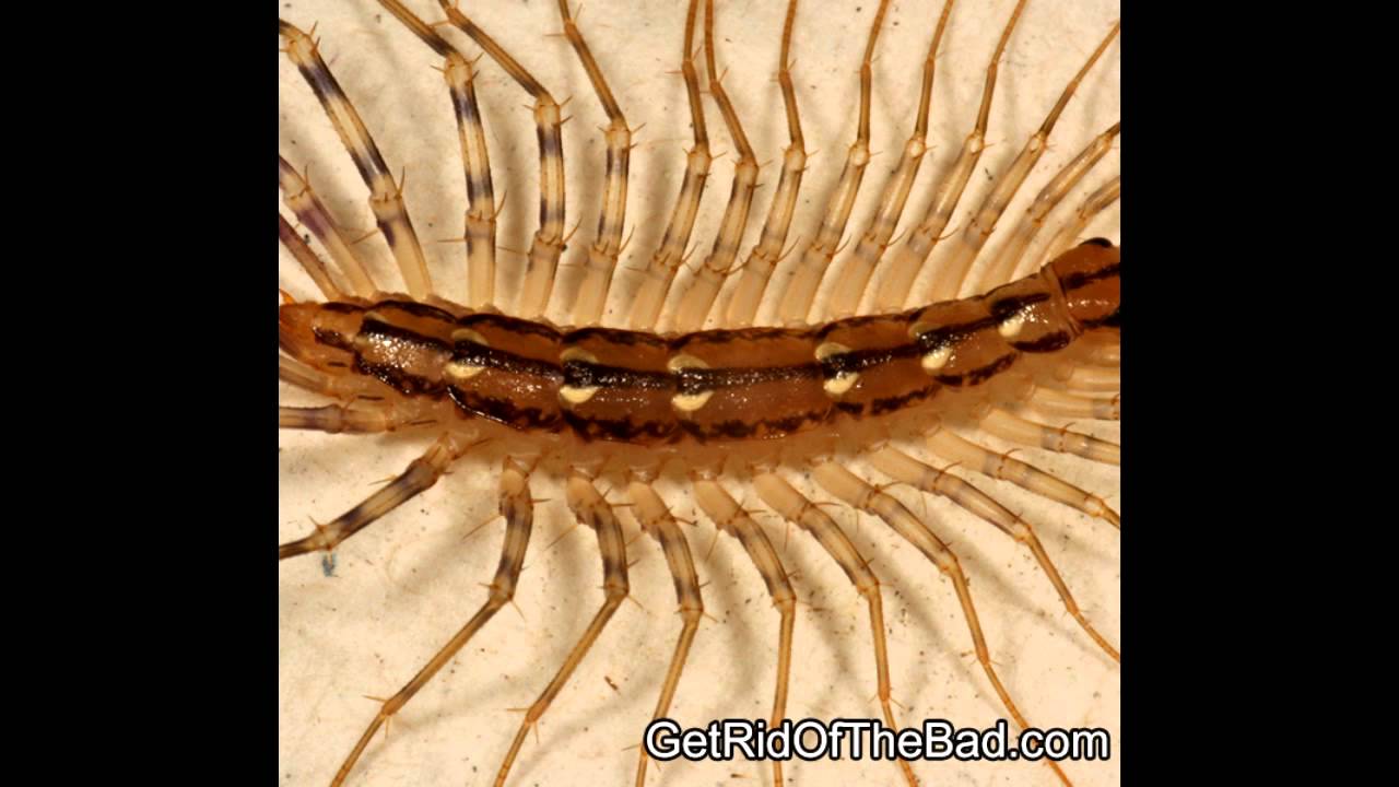 HOW TO - Get rid of Centipedes in your house - YouTube