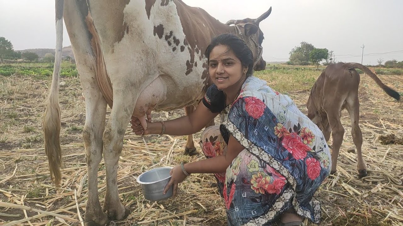 Cow 🐄milking by hand my beautiful😍 village routine Indian village real ...