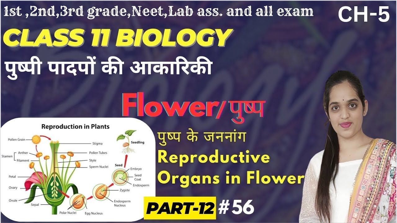 Reproductive Organs in Flower | Androecium and Gynoecium | Part 12 #56 ...