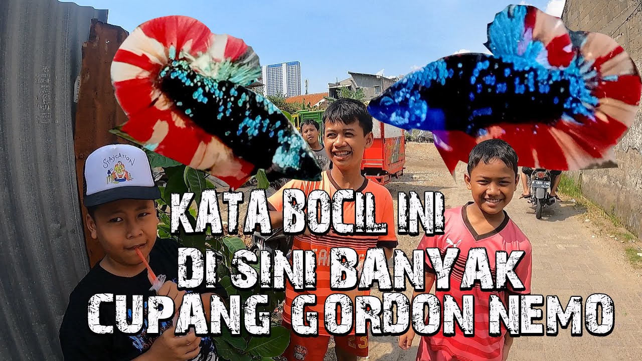 GIANT GORDON NEMO / BLACK VARIATION DI DURI KOSAMBI TANGERANG - YouTube