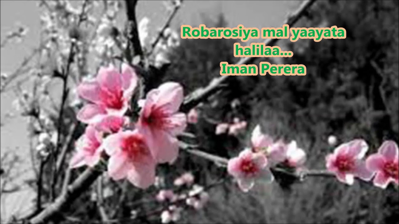 Iman Perera...Robarosiya mal (රොබරෝසියා මල් යායට හැළිලා ) - YouTube