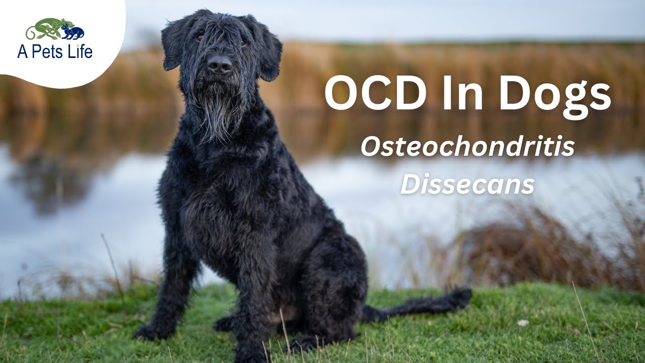 Osteochondritis Dissecans (OCD) In Dogs - YouTube