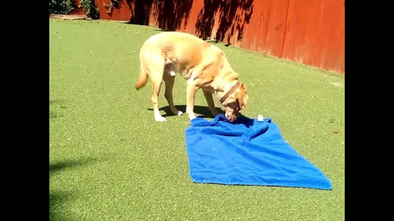 Mental Enrichment Scent Games For Your Dog YouTube mental-enrichment-scent-games-for-your-dog-youtube