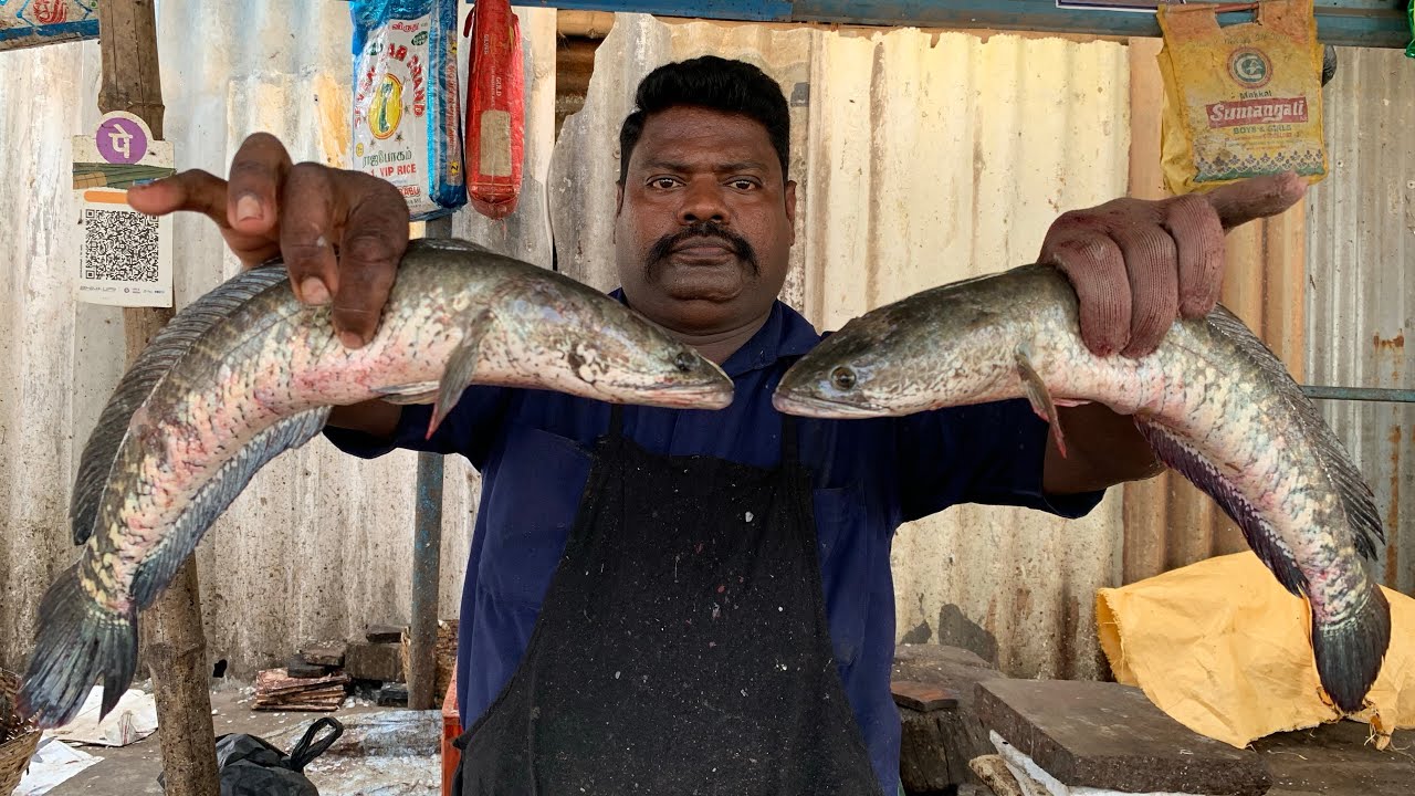 KASIMEDU 🔥 SPEED SELVAM | BIG VERAL FISH CUTTING VIDEO | 4K VIDEO | KM ...