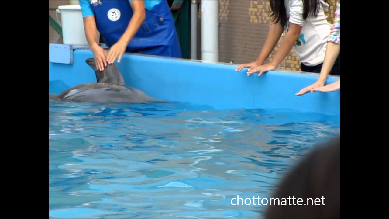Dolphin & Hands - YouTube