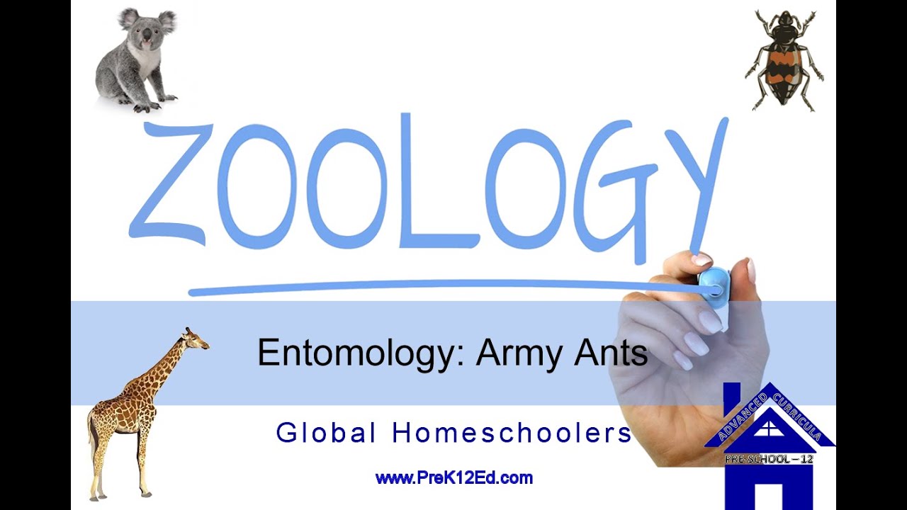 Entomology: Army Ants Attack - YouTube