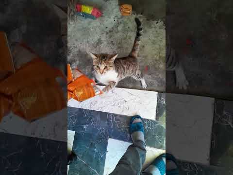 Hayvan Sevgisi Olmayanın İnsan Sevgisi Olamaz