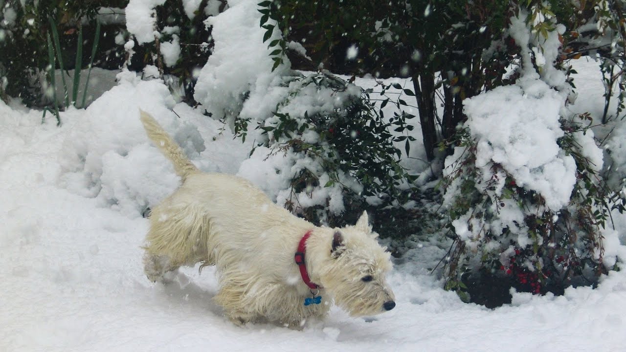 Training Your Westie to Hunt - A Beginner's Guide - YouTube
